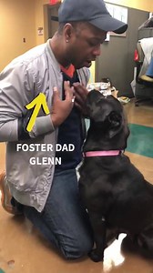 Dear Hiring Manager, Please take a moment to review my resume below as well as the enclosed video resume, and let me know if you have any openings I may be a good fit for. Thanks, Denna ("D") the dog 🐶 #A310940 *OBJECTIVE* To obtain a position as a greeter and companion to humans in an office or home. *PROFESSIONAL EXPERIENCE* February 2019 - present Memphis Animal Services Office Dog • Assisted admin office employees with friendship as needed • Greeted and welcomed visitors to the office • Wor