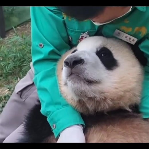Love of my life 🥰🥰🥰 #SpookySeason #petcare #petherapy #cuteanimals #fblifestyle #panda #fluffy #pandas #cute #naturephotography #nature #care #beautiful #love #babypanda #babypandas #eating #funnyanimals #playingtoys #playing | Pandas, a Light In My Heart