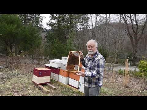 Dead Honeybee Colonies? Recycling Homey Combs.