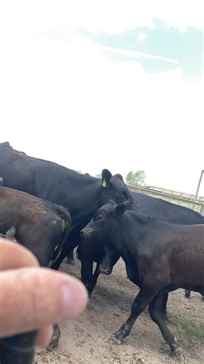5.2K views · 196 reactions | We sorted off some yearlings today. It’s not the best video. I hit record put my phone in my shirt pocket. It’s times like this when I wish I had a camera guy  | Texas Rancher | Facebook