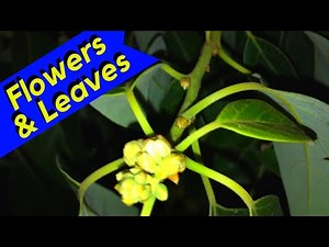 Avocado Comparison - Mexicola Avocado (Flower Buds & Leaf Sprouts)