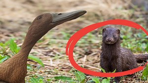 Identifying the Most Dangerous Predators for Poultry