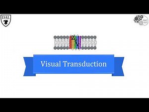 Tricky Topics: Visual Transduction