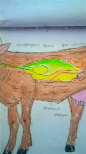 diagram of cow digestive system#cow digestive system