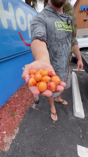 A content creator cooked an iguana omelet on camera, showing how the invasive species can be turned into an unusual breakfast dish IG//@floridamanactivities | TCPalm