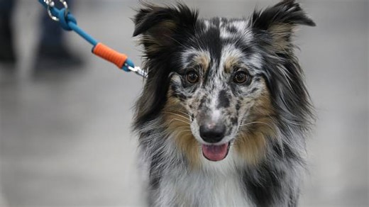 VIDEO: Poznáte všechna plemena? Výstaviště v Brně patří velké psí parádě