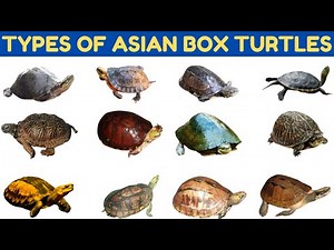 Types Of Asian Box Turtles | Turtle | Turtles For Kids #boxturtle #education