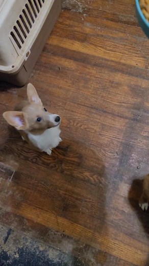 11 reactions | Watch Sterling turn circles for her supper! | Ruby McCaslin | Facebook