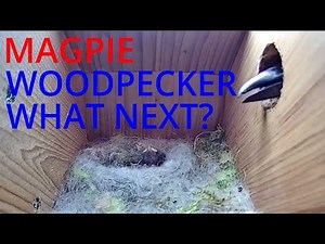 19th May 2021 - Magpie and Woodpecker peril! - Blue tit nest box live camera highlights