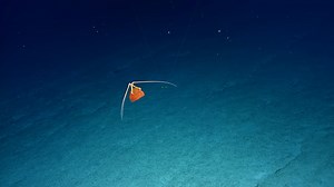 Scientists Filmed A Never-Before-Seen Species Of Jellyfish That Hunts And Eats Other Jellyfish - BGR