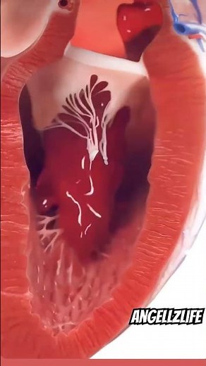 The human heart pumping