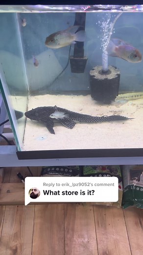 Exploring Fish Island: Your Local Fish Store in Barrington