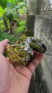 1.8M views · 10K reactions | Quanh nhà các bạn có tổ chim nào không? #Chimdotbien #hoangkhuyen #Chimdotbien #hoangkhuyen #timchim | Lân | Facebook