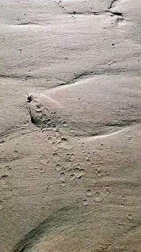 How to find clams on the beach?