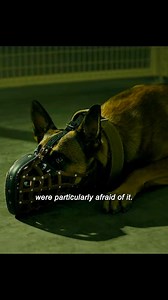 32K views · 127 reactions | Veteran's Journey to Redemption with a War Dog #movie | Movie Explainer | Facebook