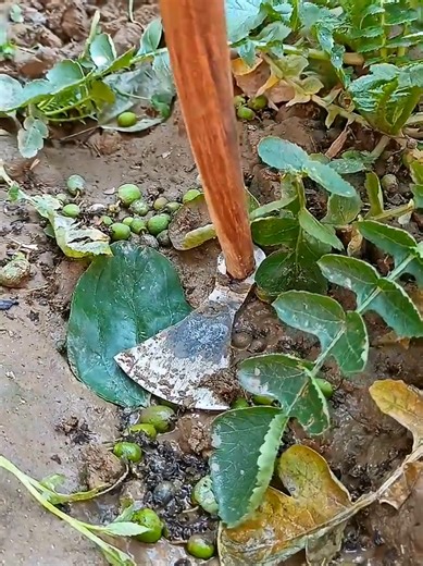 Forging a Mini Hoe from an Old Bearing Ring