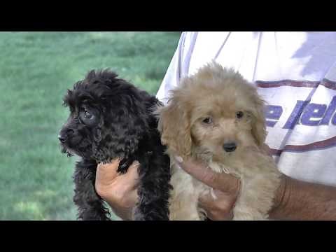 Cockapoo Puppies for Sale