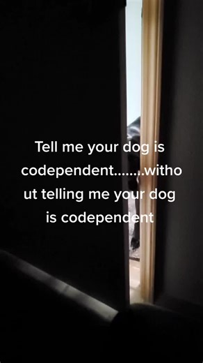 #WomenOwnedBusiness #OscarsAtHome #DeserveADrPepperDuet #foryoupage #fyp #foryou #dog #dogsofttiktok #dogmom