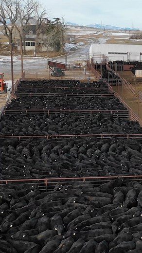 8.5M views · 54K reactions | Sorting off the cows who will calve this week so they can be watched 24/7. We do this so we can catch any problems and help the mothers and babies. #babies #cattle #calves #ranch | 1HandnFarming | Facebook
