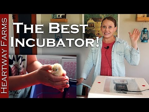 Incubator Review Comparison | Hatching and Raising Chickens | Food Security During Egg Shortage