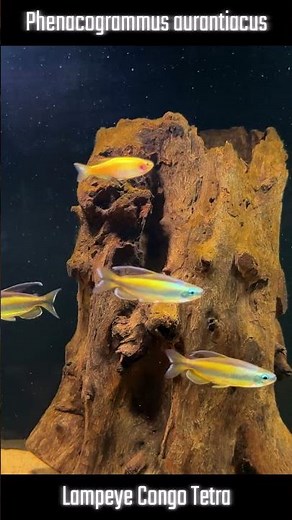Lampeye Congo Tetras Are STUNNING 😍