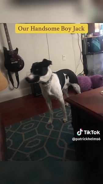 The most interesting, beautiful, and important little being in our life. Jack was just weeks old and near death when he was rescued. We met him when he was a few months old and finally well enough to go to the adoption event. We saw him and fell in love. He was afraid of every noise and every movement around him and wanted to hide in the crate. He was pitiful and precious at the same time. Once approved we adopted him and he came to our home and we gave him lots of love and affection. He was ter