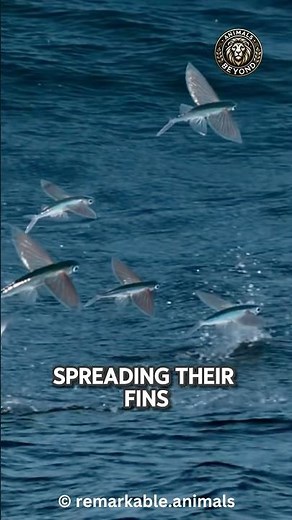 Can Fish Really Fly Over the Ocean? Flying Fish are Crazy!