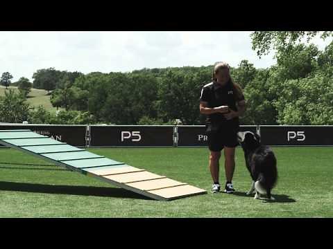 Dog Agility - A-Frame - Competition - Pro Plan P5 Training
