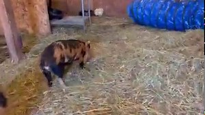 40K views · 3.8K reactions | This is a long one but definitely worth the watch . We have had a lot of requests for Mikey nanner videos , well this one’s a doozy . Your welcome. Peace, Love & Pigs. | Arthur's Acres Animal Sanctuary | Facebook