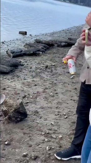 Digging a Geoduck in Under 2 Minutes! 🤯 | The Wildest Clam on Earth #geoduck #beach #farming #clam