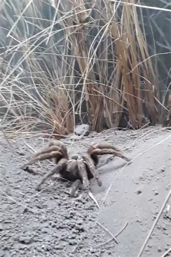 Tarantula Jump #short #tarantula #spider #jump #meta