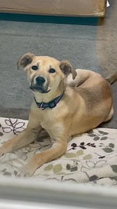 6.9K views · 583 reactions | Update: yam was adopted! 勺 My foster mommy dropped me off at the rescue today (for a vet appointment). I waited so patiently. I was well behaved and sweet! My name is Yam and I am such a doll. 癩癩 she’ll pick me up later and I’ll go back to playing and snuggling. I am available for adoption!! 4/5 months old Female Shepherd mix Dog/cat friendly Intelligent | Carolina Animal Rescue & Adoption | Facebook