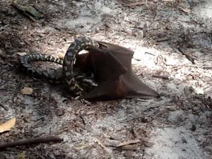 A snake wrestling a bat