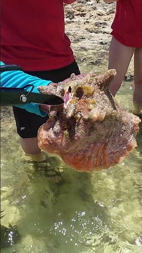 How To Remove Conch Out of It's Shell