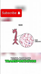 Connective Tissue Structure and Types Explained Simply #biology #anatomy