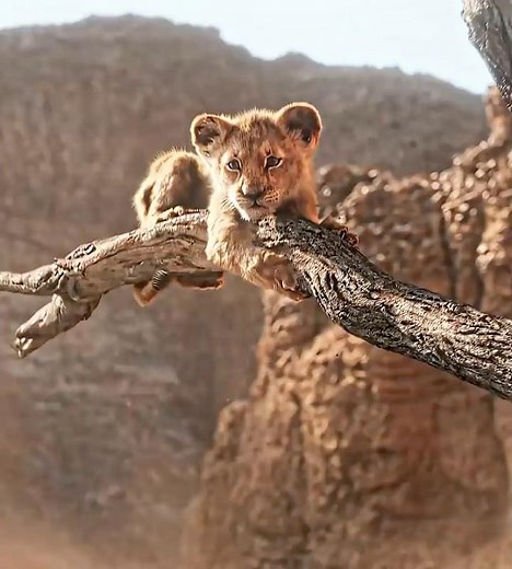 "LONG LIVE THE KING" | The Lion King | Kamin - Emin & Jony (slowed)