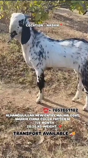 FOR SALE MALWA GOAT AT T.S.GOATS NASHIK #goat #reels #animals #farm #fyp