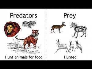 Adaptations Of Predators And Prey | Ecology & Environment | Biology | FuseSchool | Infozilla