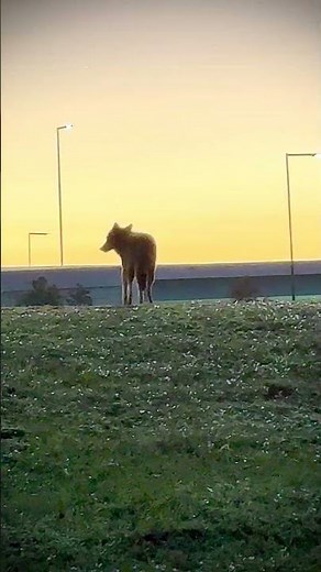 Coyotes Howling at Sunrise Outside Magic Kingdom 🌅🐺