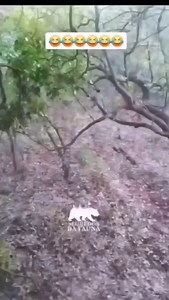 Boss Fallen on Reels