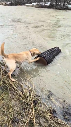 Lab vs Log