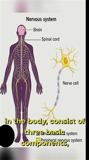 The Longest Cell in the Human Body #shorts