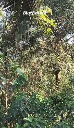 Trees dance to the tune of the wind #naturedance #trees