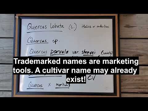 Scientific names: how to write & pronounce | Tree ID