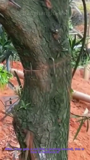 Tree Trunk Repair