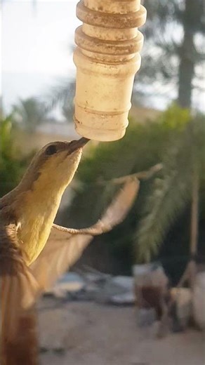 #birds #nature #animals