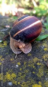 Helix pomatia snail crawling out of its shell and hiding. Large terrestrial gastropod in nature. Roman snail, Burgundy snail, or escargot. Vertical video