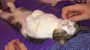 Such a beautiful cat!