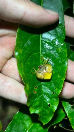 Passion In Macro on Instagram: "░F░E░A░T░U░R░E░D░ . We proudly presents one of wonderful and stunning macro video by: @lowzi_herp Cyrtarachne perspicillata is a species of spider of the family Araneidae. 💌 Please take time to visit the beautiful gallery of this great photographer to give some love, support and 𝘀𝗲𝗲 𝗺𝗼𝗿𝗲 𝗱𝗲𝘁𝗮𝗶𝗹𝘀 𝗶𝗻𝗳𝗼 𝗮𝗯𝗼𝘂𝘁 𝘁𝗵𝗶𝘀 𝗽𝗵𝗼𝘁𝗼 . 🌟 . 𝙋𝙖𝙨𝙨𝙞𝙤𝙣 𝙃𝙪𝙗𝙨 : 🅵🅴🅰🆃🆄🆁🅸🅽🅶 🆆🅾🅽🅳🅴🆁🅵🆄🅻 🅿🅷🅾🆃🅾🅶🆁🅰🅿🅷🆈 🅵🆁🅾🅼 🅰🅻🅻 🅾🆅🅴