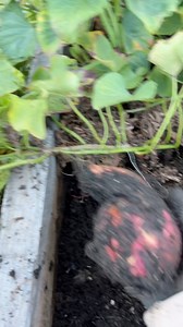 sweet potato harvest ✨ #gardenharvest #sweetpotato #growyourownfood | Gardeningwithtara